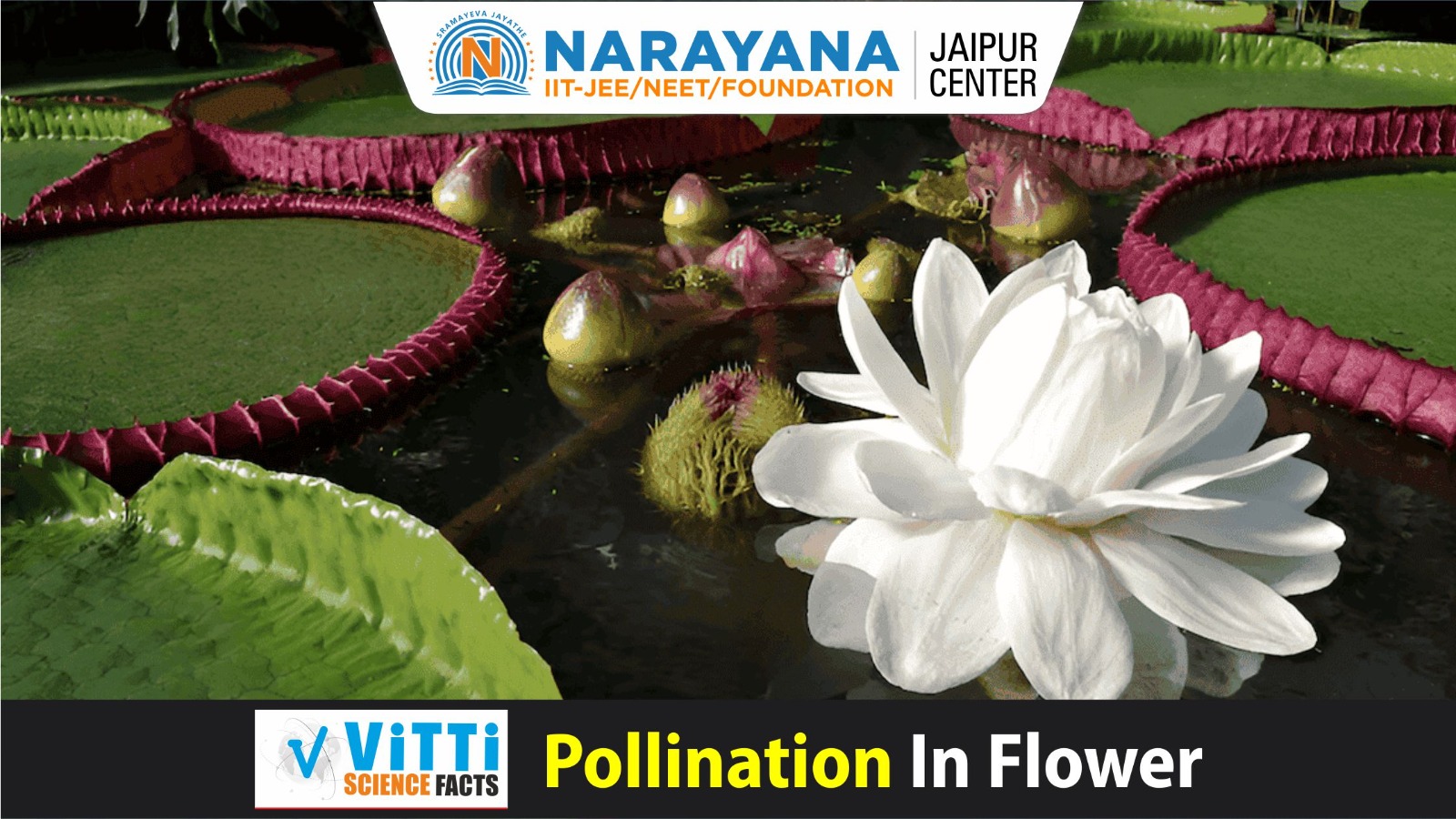 Pollination in Flower - Narayana NAX
